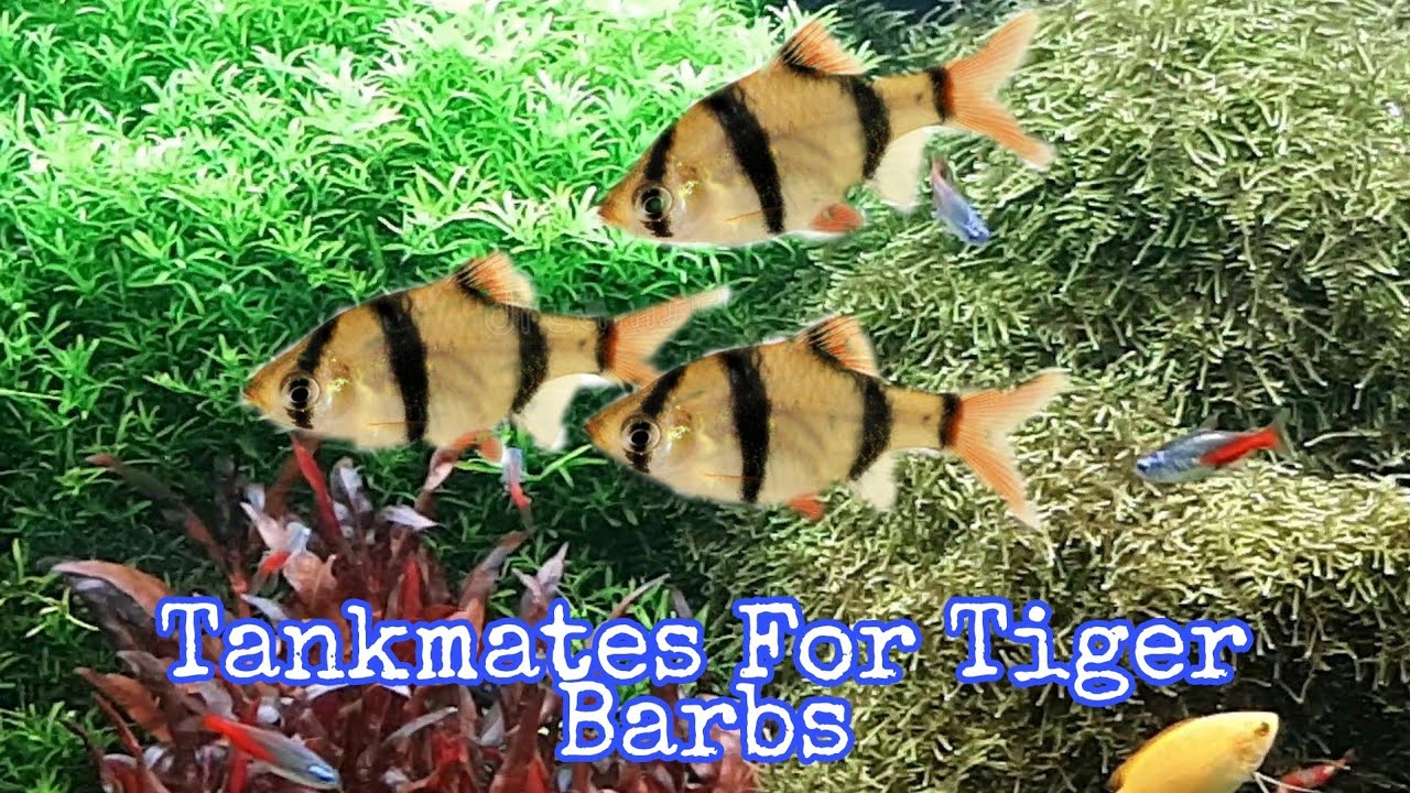 Tiger Barb Tankmates - YouTube