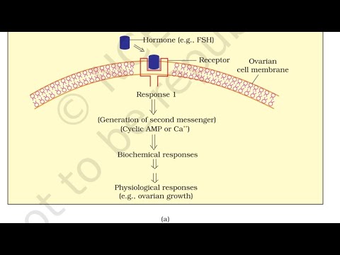 Mechanism of hormone action . Ncert diagram explanation - YouTube
