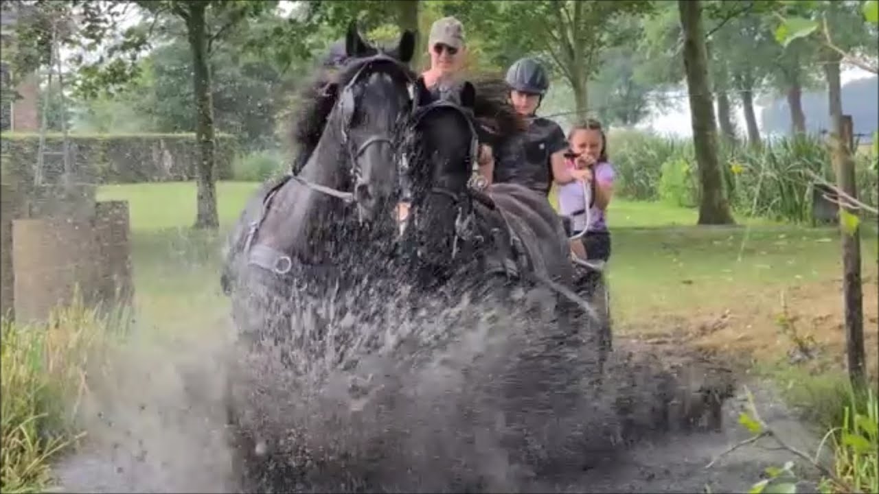 Full speed through the water with Queen👑Uniek and Frieda the Friesian ...