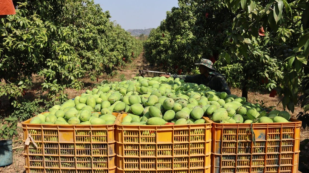 Harvesting Mangoes in my Village || Real Life of Farmer Hard Working ...