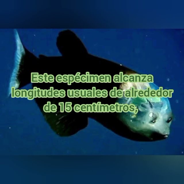 animales únicos parte 9.es pez duende uno de los peces más extraños del ...