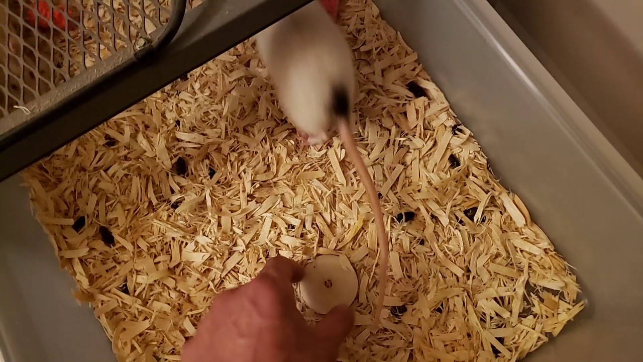 Breeding rats the right way! - YouTube
