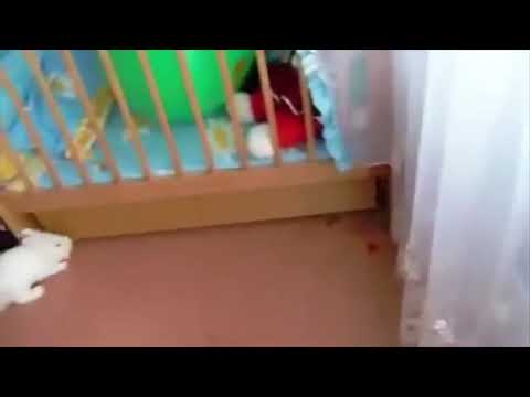 Hayvanların iç sesi (komik dublaj)