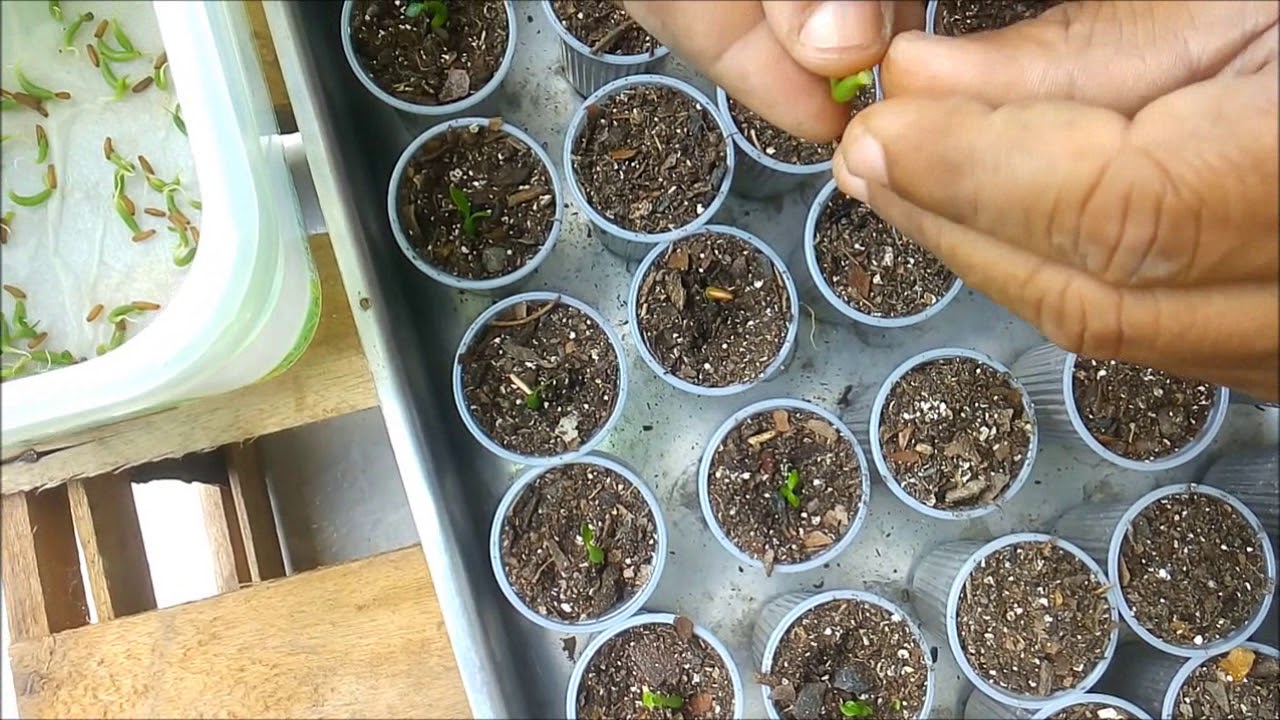 Transplantando Semente Germinadas Para Substrato - YouTube