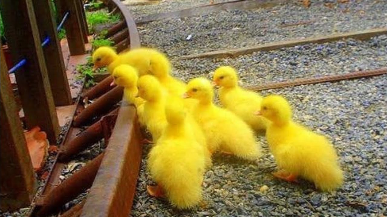 Duck Sound duckling in the pond -duck quack #Duck - YouTube