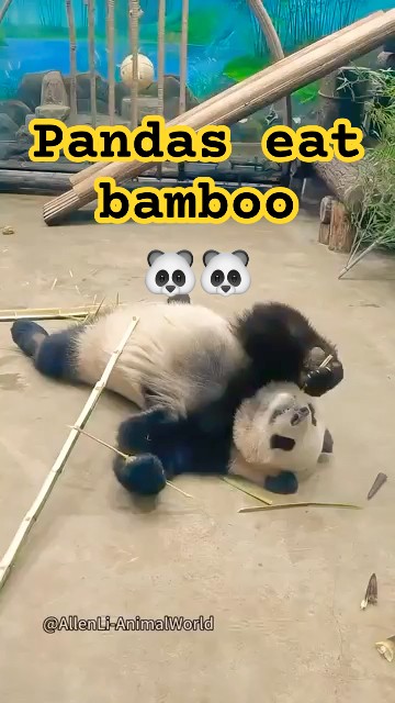The digestive ability of pandas is really strong. #funny #animals #pets ...