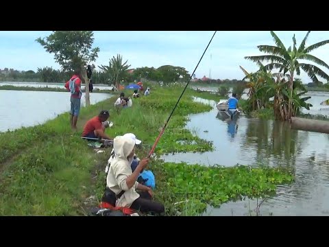 Tarikan menegangkan!! Menghebohkan banyak orang mancing disini