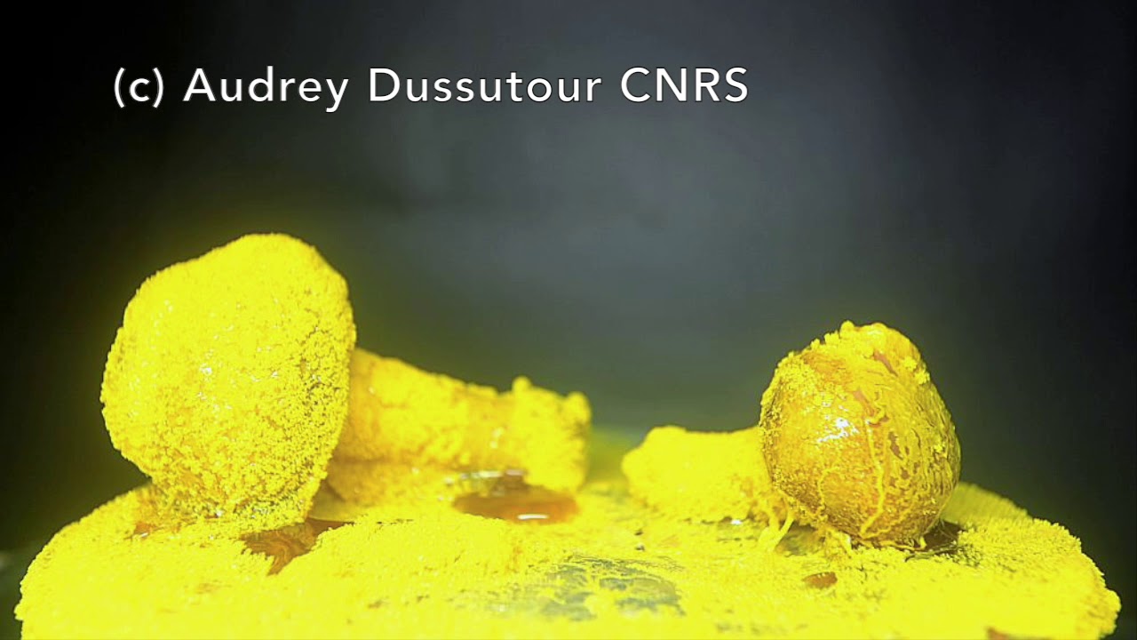 Blob feeding on fungi - YouTube