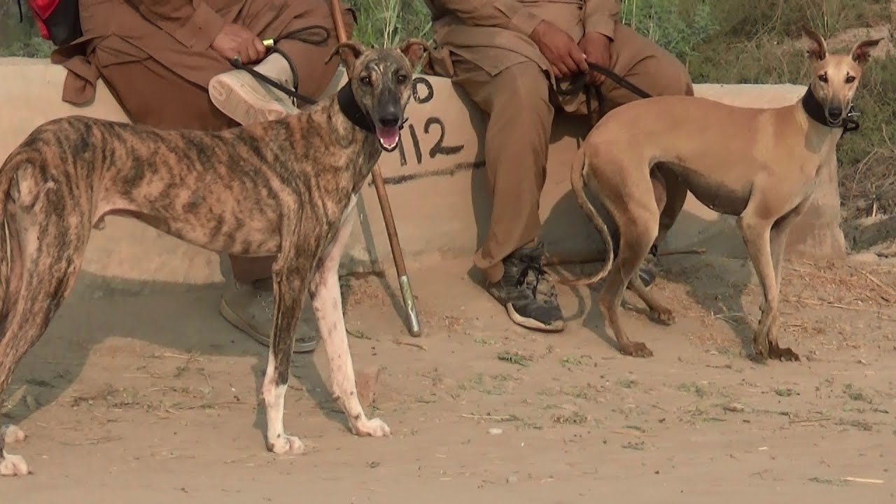 racing dog breeds - sighthound - hunting dogs in Pakistan - greyhound ...