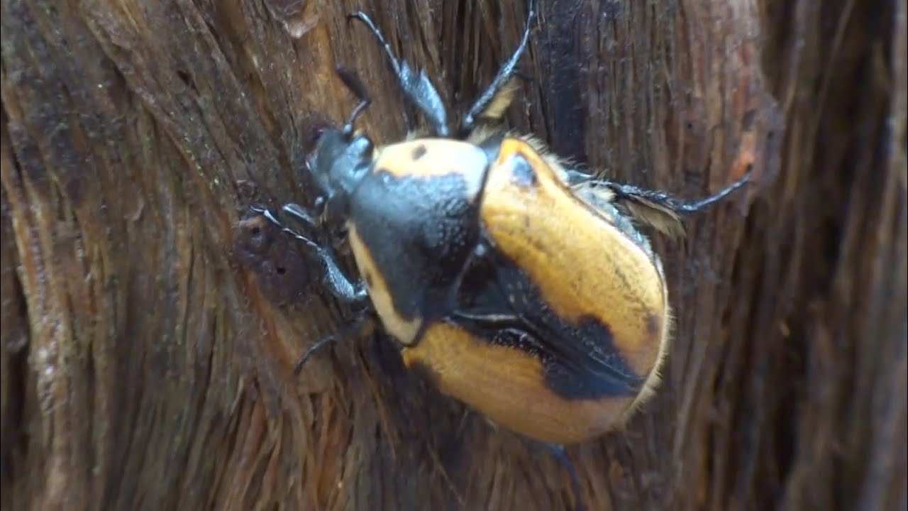 AwA Cowboy Beetle (Chondropygda dorsalis) - YouTube