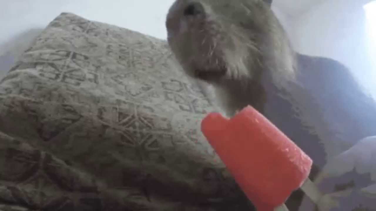 Capybara Eating An Ice Pop - YouTube