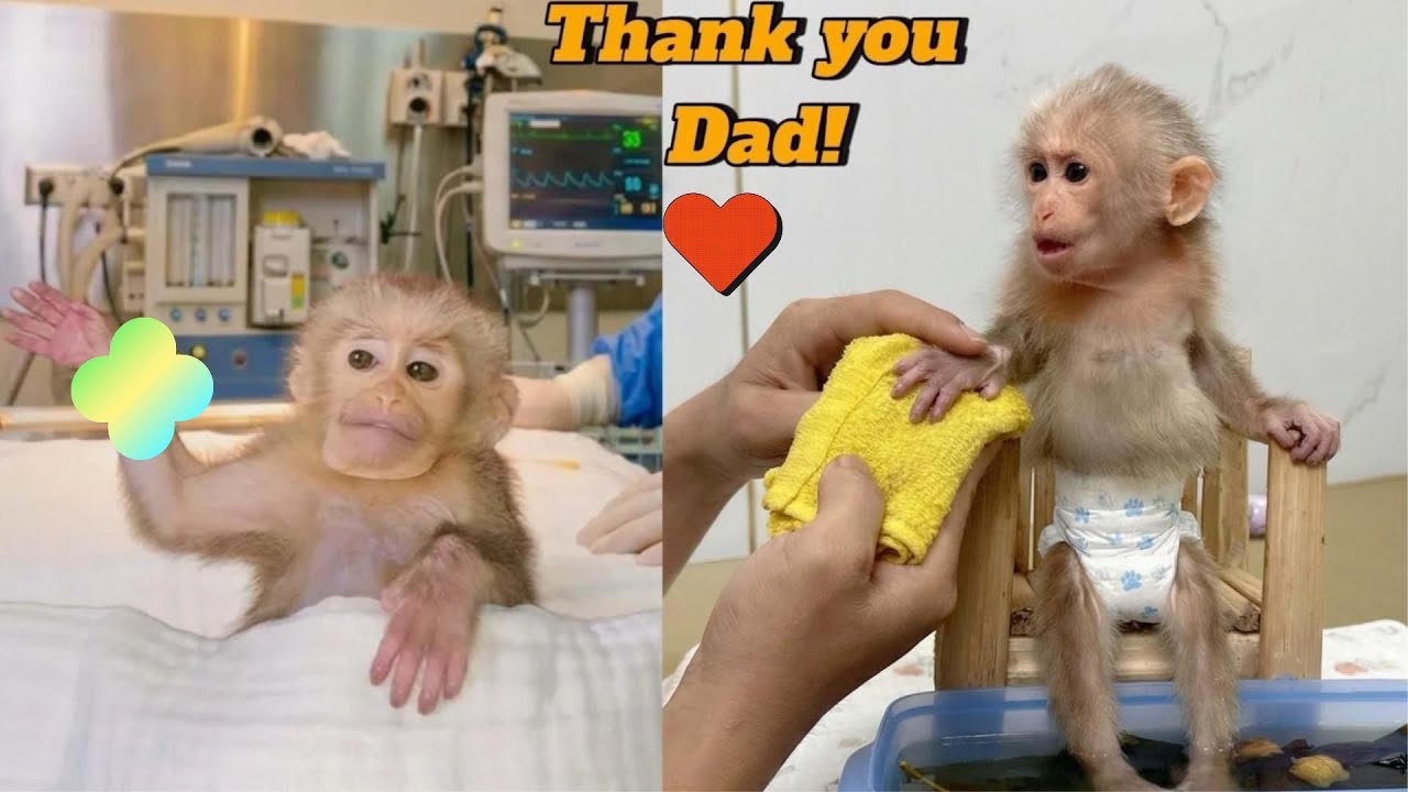 Special Post Surgery Care for Baby Monkey Lulu — Tam’s Helpful Sharing ...