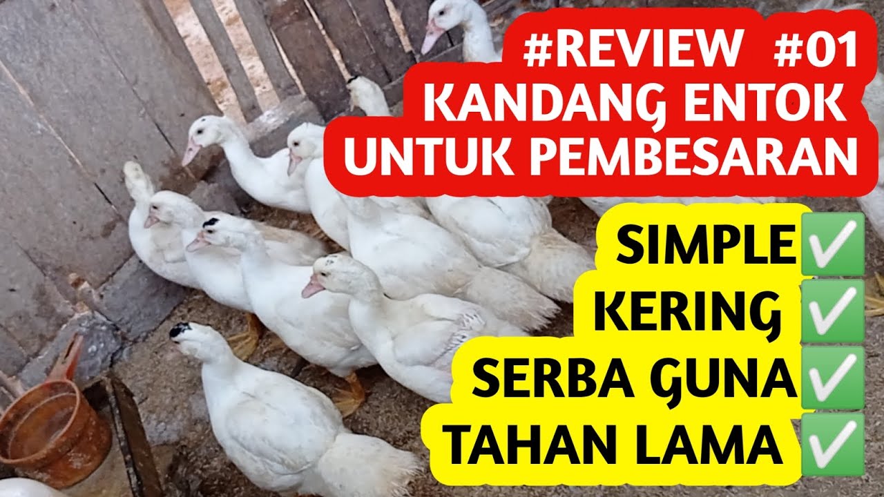 REVIEW KANDANG ENTOK UNTUK PEMBESARAN | KANDANG ENTOK MODERN | KANDANG ...