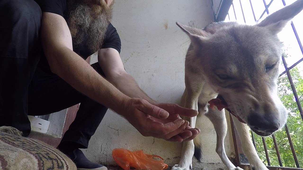 Lobo gris comiendo carne - YouTube