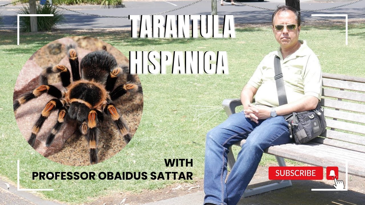 Tarentula Hispanica in Homeopathy by Professor Obaidus Sattar - YouTube