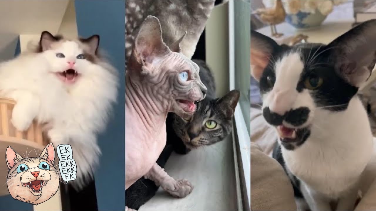 Ekekekkekkek Compilation Funny Cats Chattering And Chirping Weekly
