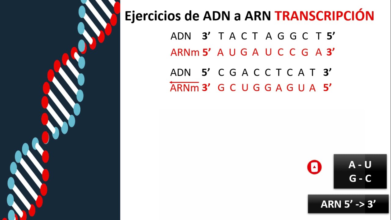 Ejercicios de Transcripción ARN - Fácil y Rápido - - YouTube
