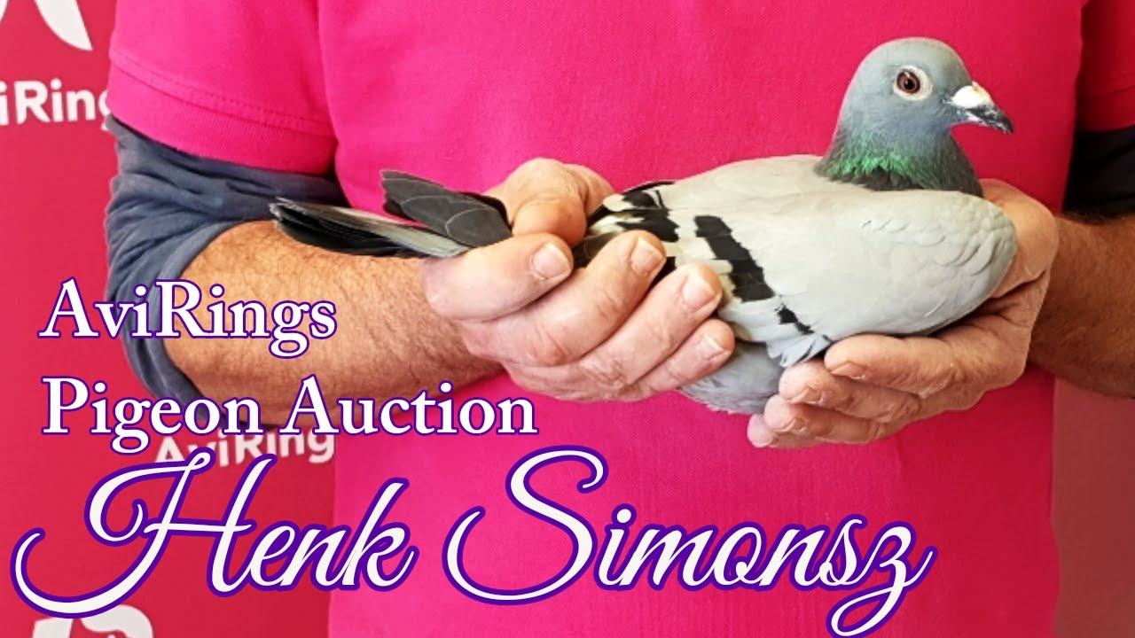 Henk Simonsz | Avirings Pigeon Auction | Famous Racing Pigeon For Sale ...