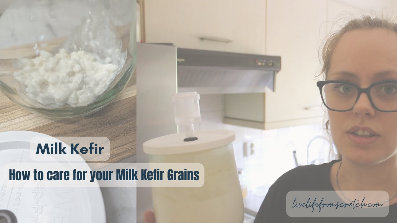 How to take care of your Milk Kefir Grains - Everything you'll need to ...