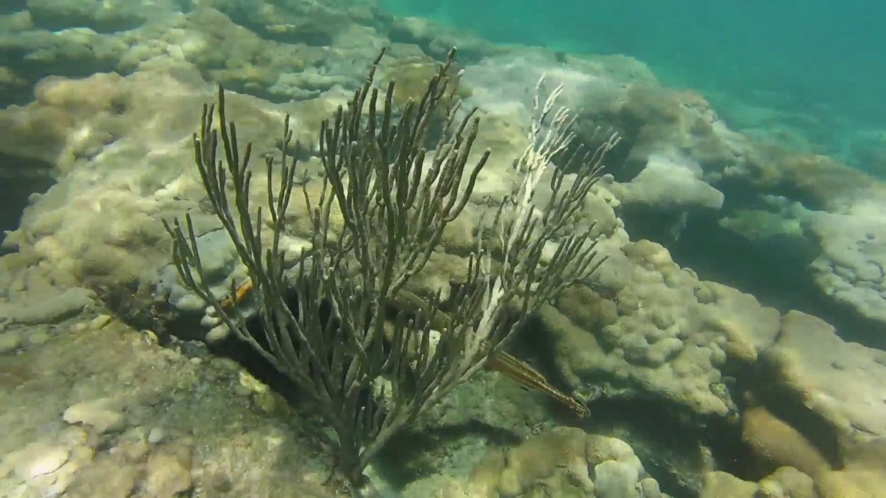 HOLY SHARK! - YouTube