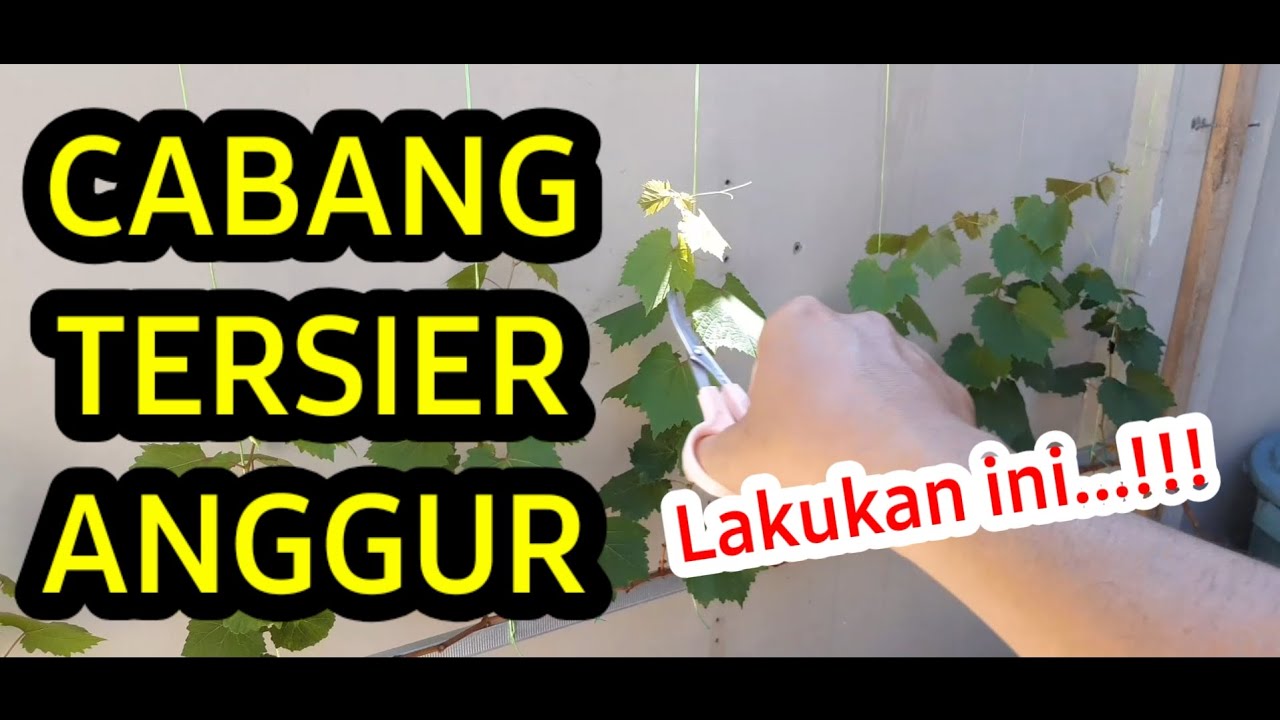 ⚫ Cara Meratakan Cabang Tersier Anggur Youtube