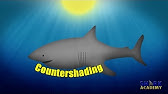 Shark Academy - YouTube