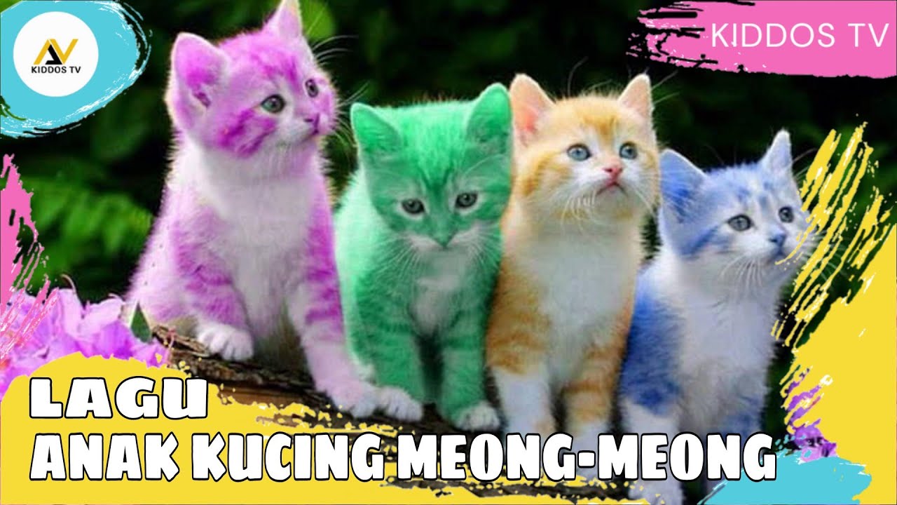 ANAK KUCING MEONG MEONG | ANAK KUCING LUCU | Lagu Anak Indonesia Populer - YouTube