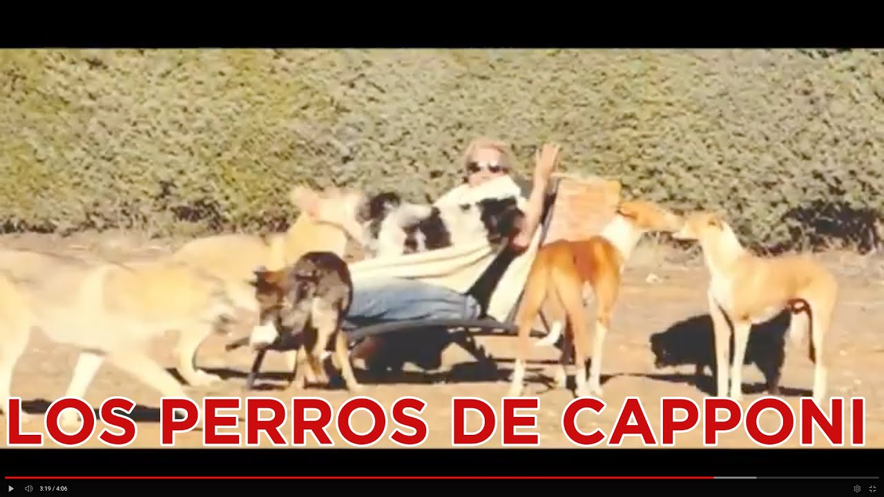 VIDEO CLIP DEDICADO A MIS PERROS - YouTube Music