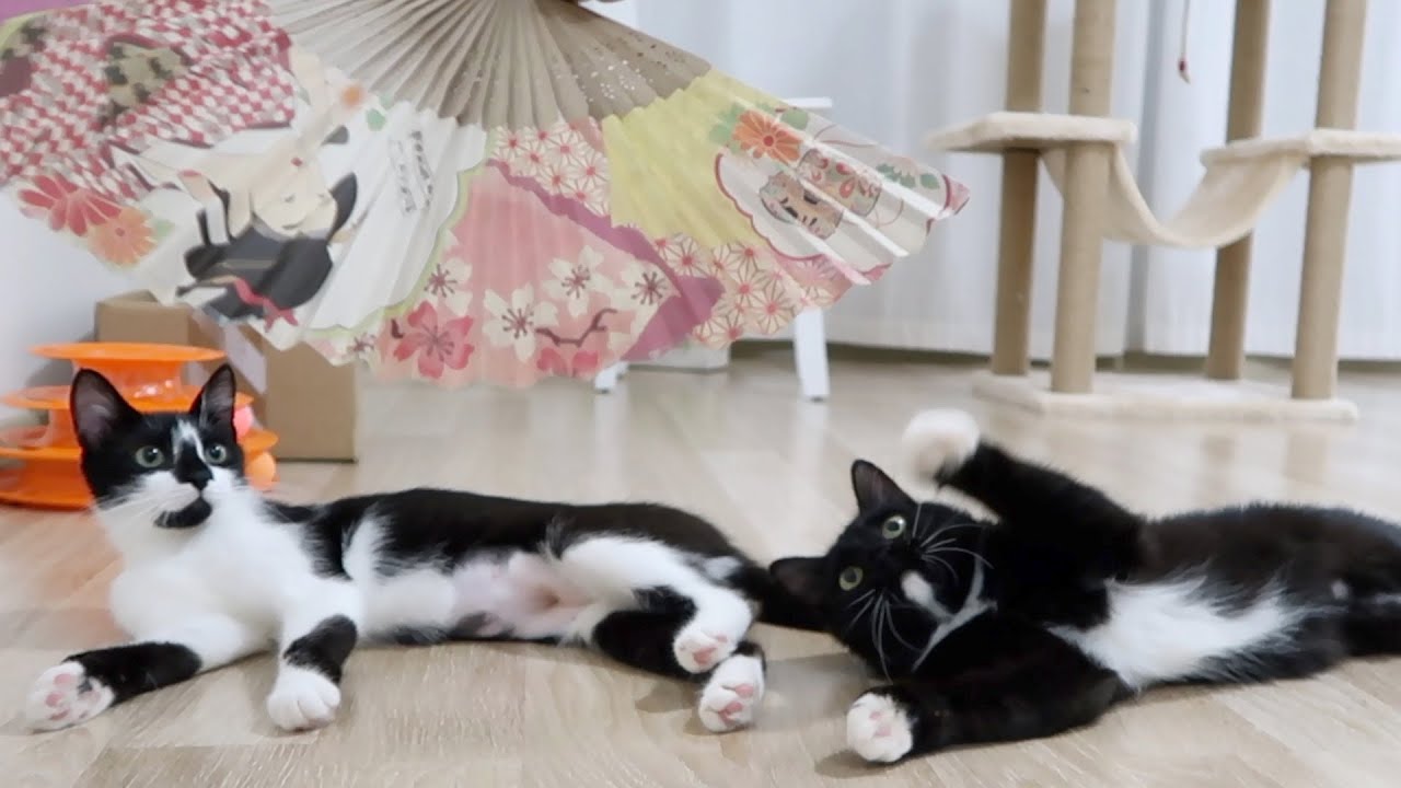Cats and Paper fan - YouTube