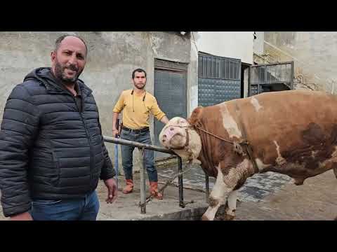 Patnos’un gururu 1 ton 200 kilogram \