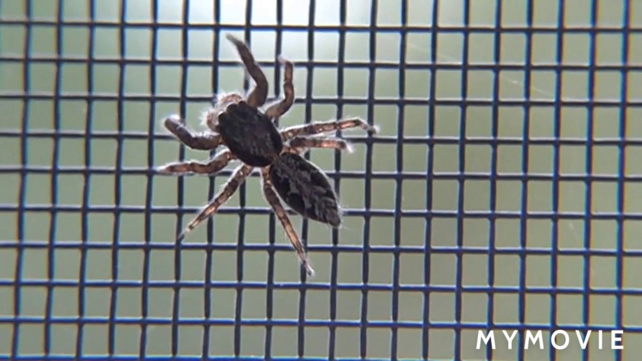 SPIDER FOR KIDS - YouTube