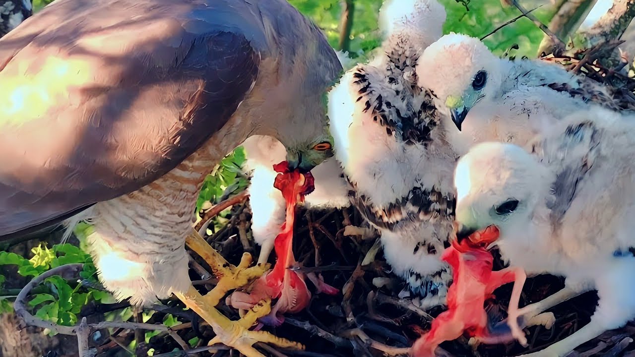 Hawk bird take little bird baby from somewhere and feeding to her ...
