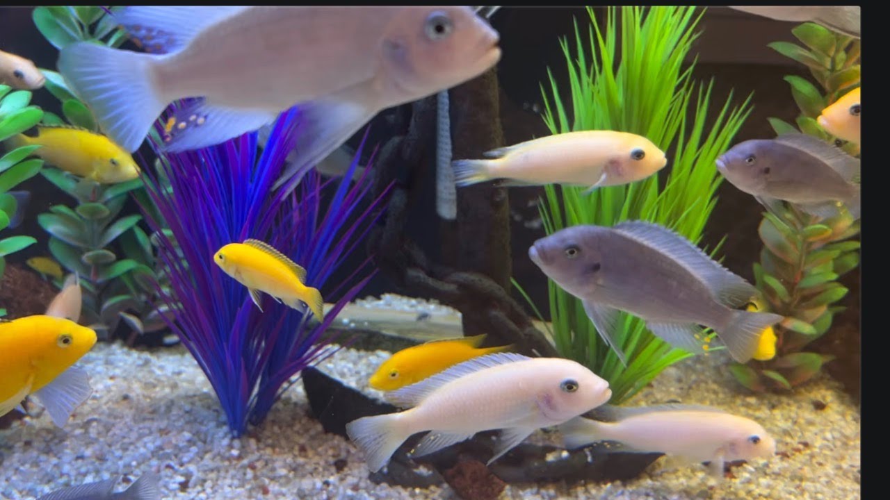 SLS for UPDATE - YouTube