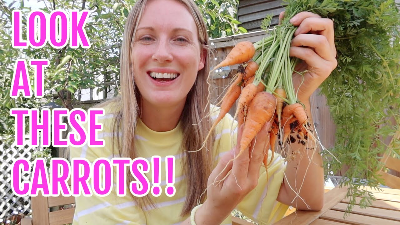 CRAZY CARROT HARVEST!! / ALLOTMENT GARDENING FOR BEGINNERS - YouTube
