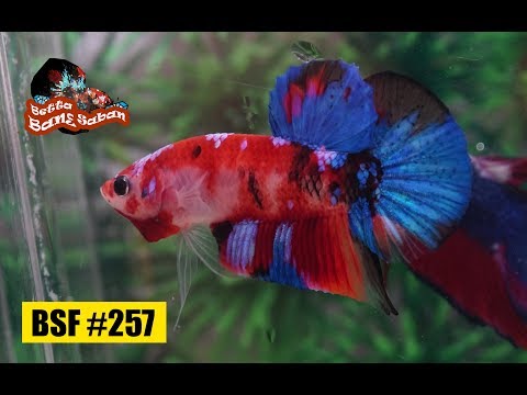 xxx CUPANG BANG SABAN SOLD xxx