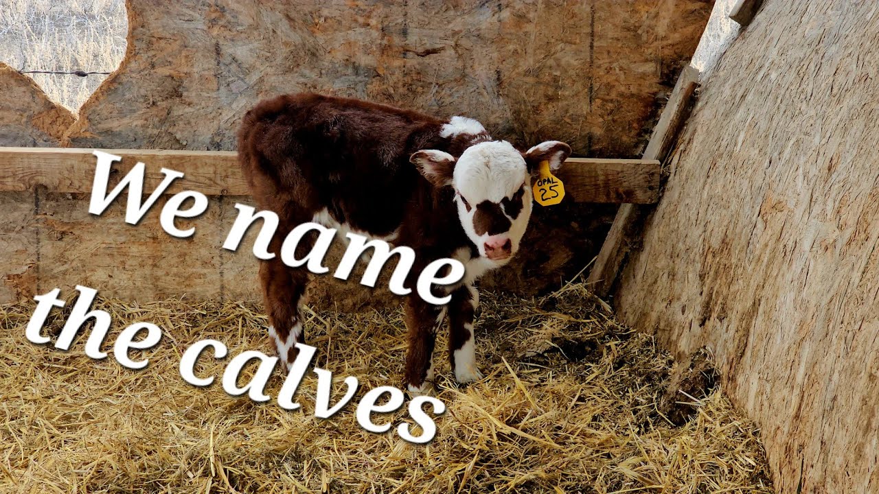 How many calves, and what are their names? 🤔 - YouTube