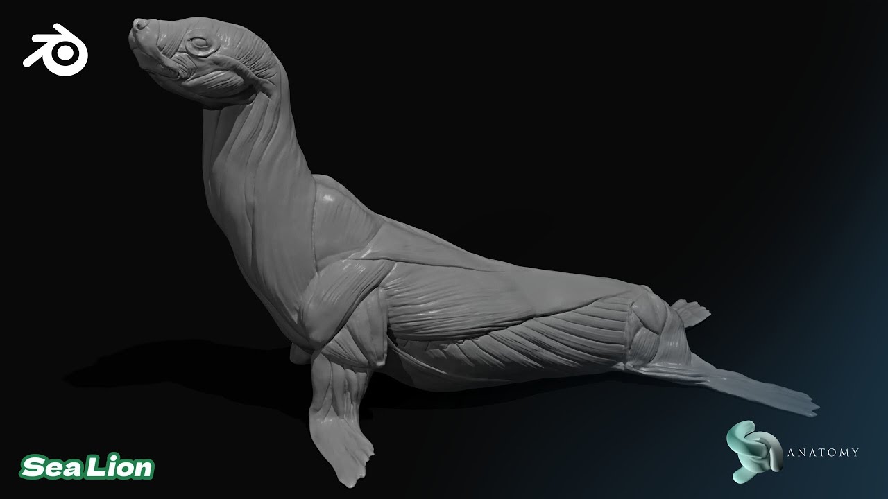 Sea Lion (Seal) Anatomy in Blender - YouTube