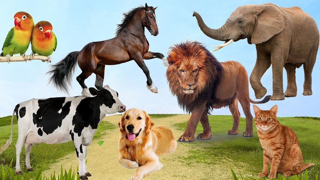 You won't believe the sounds this cute animal makes!: Parrot, Cow, Dog ...