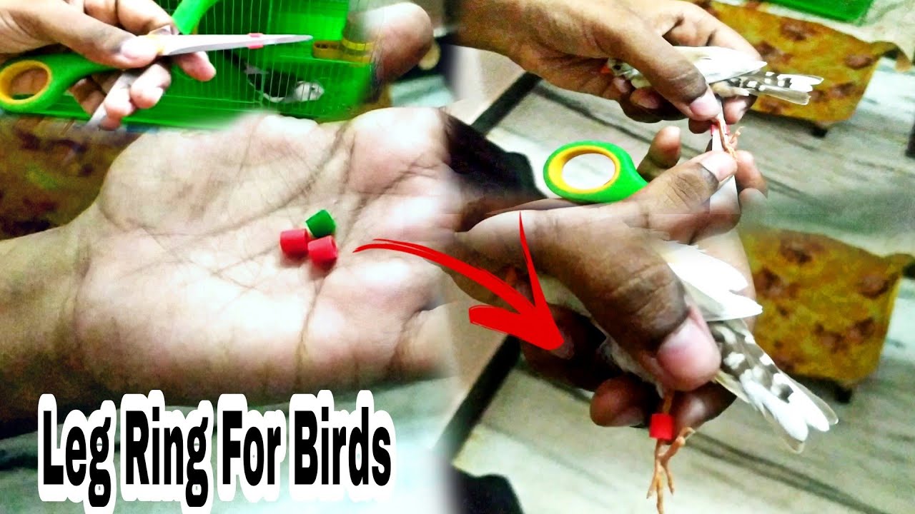 How to put leg rings to any birds tamil | MSK Janfirtho - YouTube