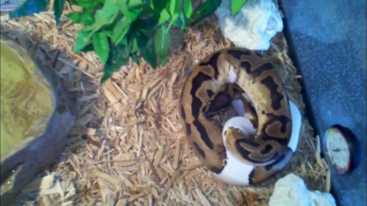 Basic Ball Python Setup - YouTube