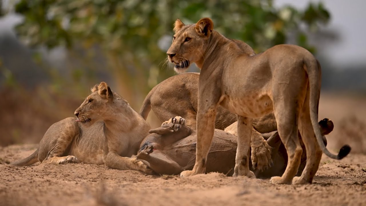 Hunt by a lioness in kenya - YouTube