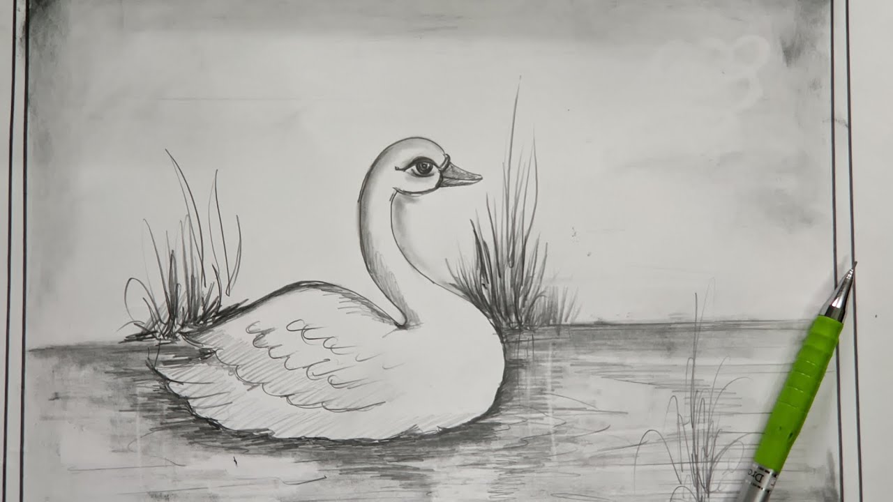#how to draw easy drawing a swan in pencil shading work. - YouTube