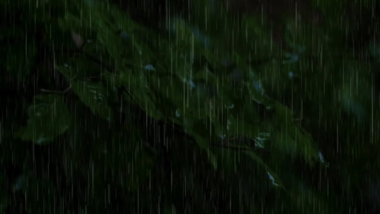 Gentle Rain falling on Leaves in the Rainforest Nature Relaxing Sounds ...