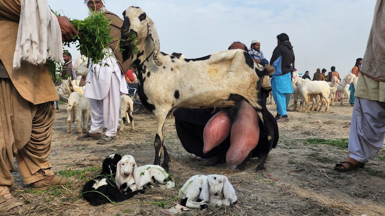 World Record bakri Jyada dudh wali bakri اتنا زیادہ دودھ 🤲 Mandi Mein ...