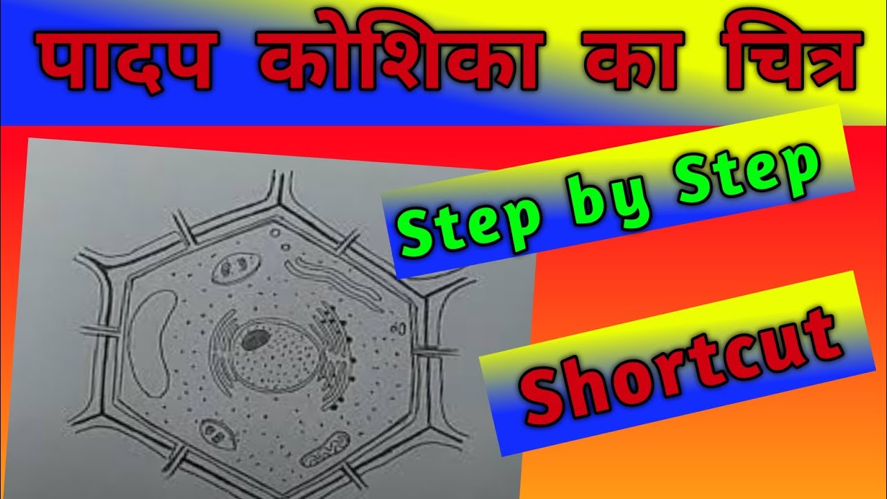Padap Koshika Ka Chitra Kaise Banaen || Plant Cell Diagram || पादप ...