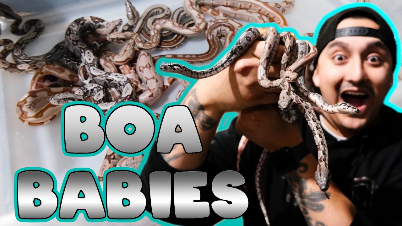 BOA BABIES ARE HERE!!! - YouTube