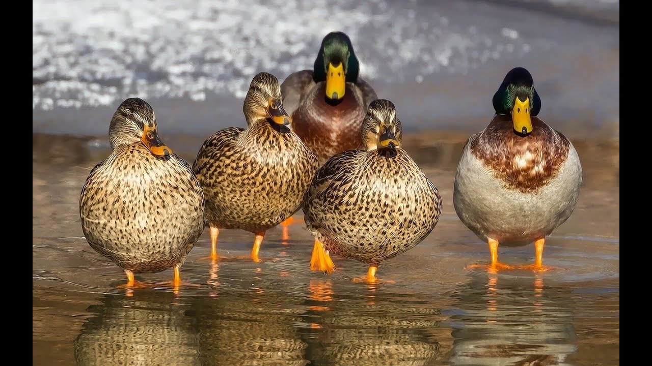 Quacking Duck sounds for stress relief - YouTube