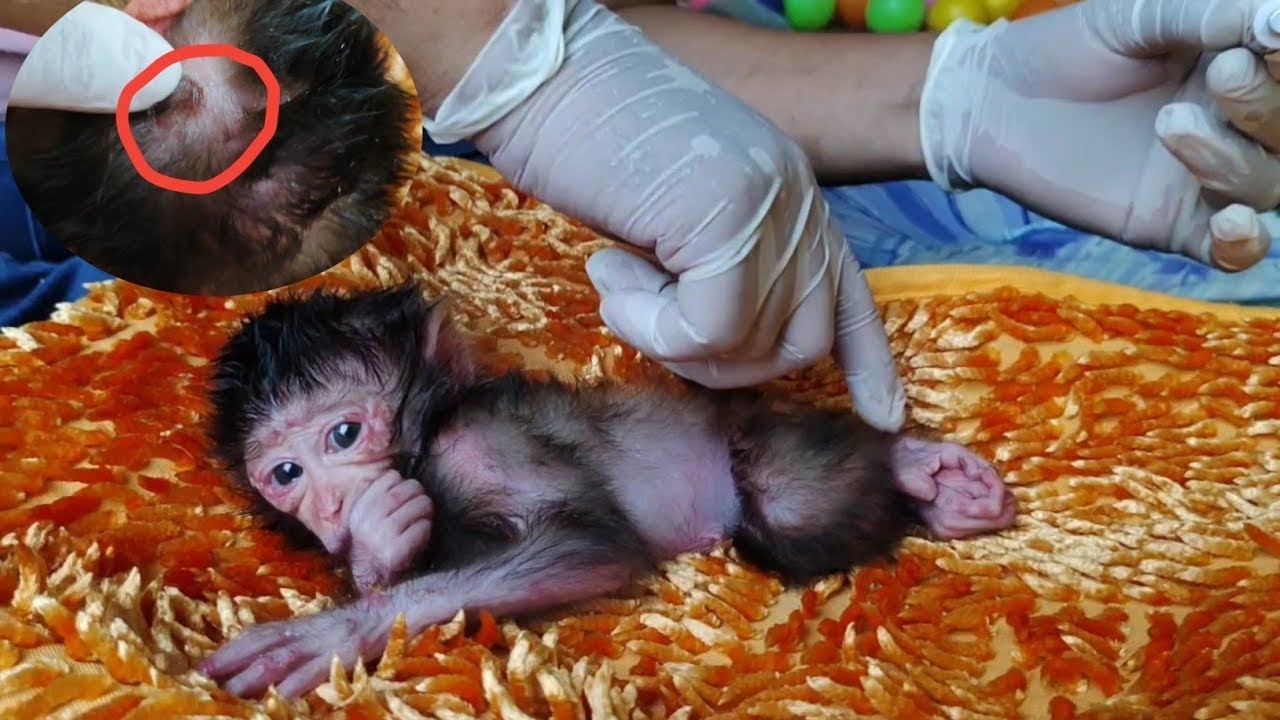topical ointment treatment for newborn monkeys for a speedy recovery ...