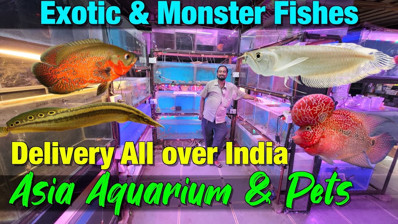 Rare & Enormous Fish at Asia Aquarium | Get Delivered Anywhere in India ...