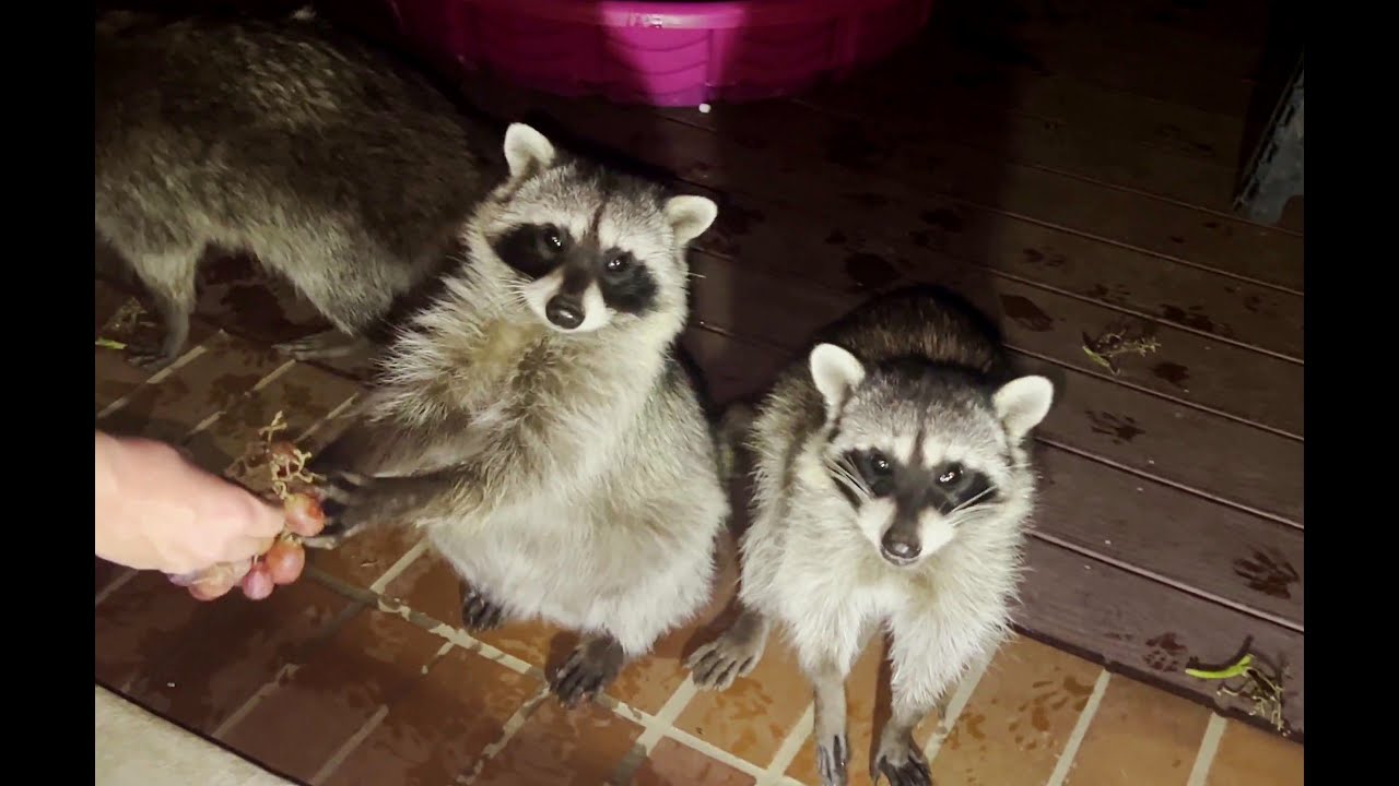 We Had Thanksgiving Dinner With The Raccoon Family - YouTube